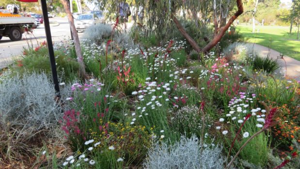 Kings Park flowers - Cruisin' Chronicles
